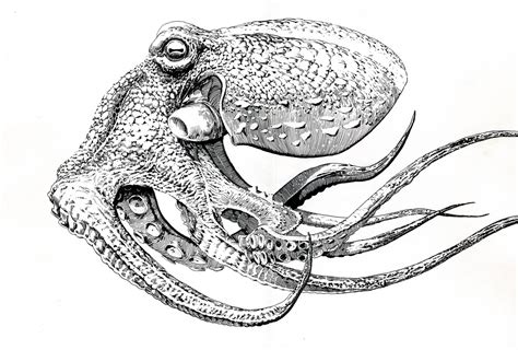 Realistic Octopus Drawing At Explore Collection Of