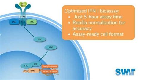 Optimizing Your Bioassays Transitioning To Second Generation Ilite® Cells Svar Life Science Ab