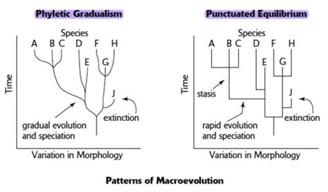 Evolution Lecture 6 Macroevolution And Evo Devo Flashcards Quizlet