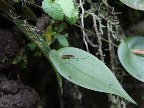 [orchidaceae] Pleurothallis Acronia Prolaticollaris Flickr