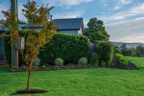No Mow Grass Low Maintenance Eco Friendly Ground Cover Nursery