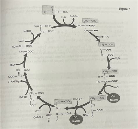 Solved The Reaction Of Acetyl Coa With Oxaloacetate To Form