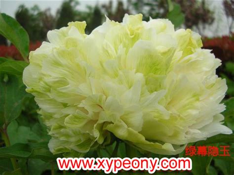 牡丹品种 绿色系列 菏泽萱烨花卉有限公司