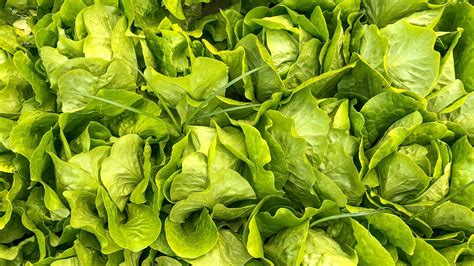 8 Parsnips Companion Plants And What Should You Avoid