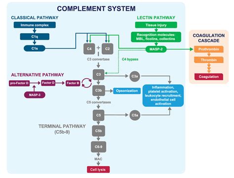 Classical Lectin And Alternative Pathways Of The Complement System Download Scientific