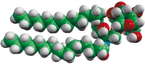 C16 Galactosyla Ceramide D181160 Avanti Polar Lipids
