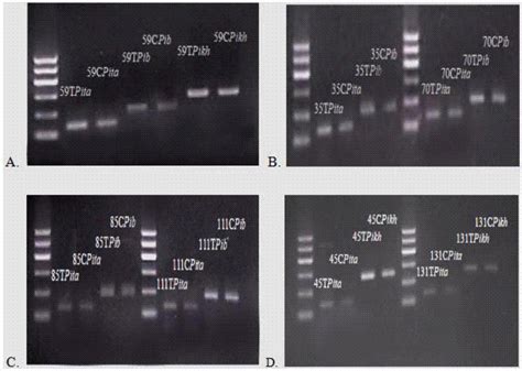 一种抗稻瘟病基因表达的检测方法及其应用与流程2