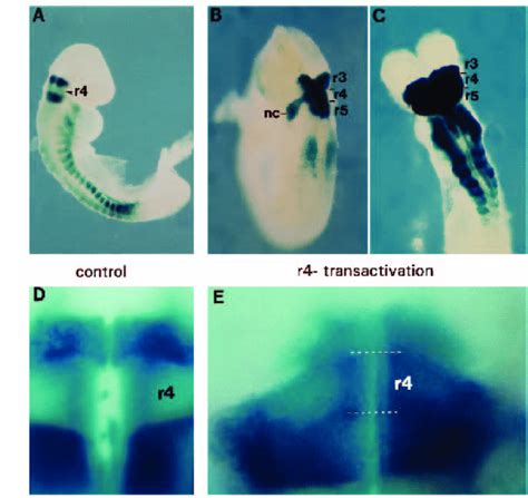 Ectopic Expression Of Krox 20 Transactivates The R3r5 Enhancer Ad