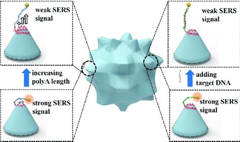 Scheme Schematicillustration Of DNA Conformation Modulation With PolyA Download Scientific