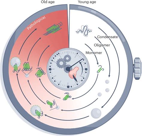 Sumit B On Linkedin Adding Intrinsically Disordered Proteins To Biological Ageing Clocks
