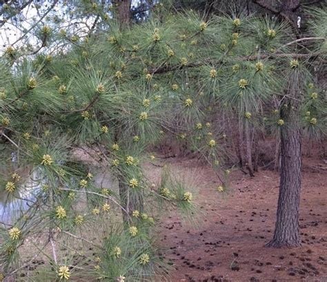Pinus Palustris Long Leaf Pine Longleaf Pine Southern Pine North