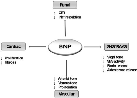 Effects Of Brain Natriuretic Peptide Bnp Download Scientific Diagram