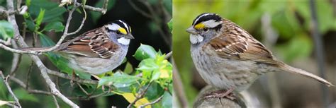 17 Types Of Sparrows Found In Massachusetts Id Guide Bird Watching Hq