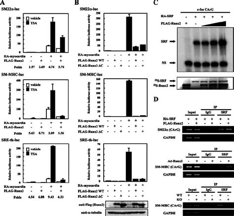 Runx2 Does Not Recruit Repressor Proteins And Inhibit Srfdna Binding