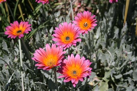 Pure Eye Candy In A Flower Arctotis Pink Sugar The Perf… Flickr