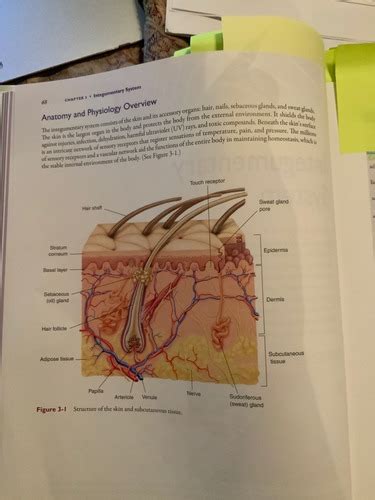 Chapter 3 Integumentary System Flashcards Quizlet