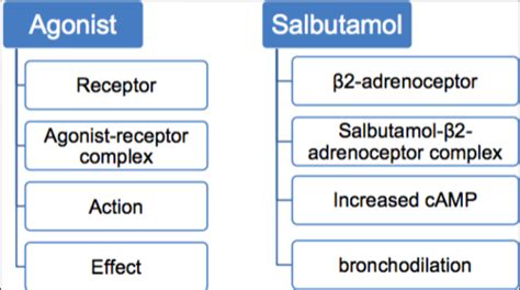 Agonists And Dose Response Curves L2 Flashcards Quizlet