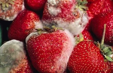 El Moho En Los Alimentos Y Riesgo Para La Salud Blog De Farmacia