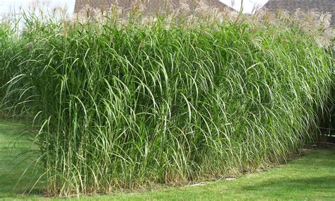 Privacy Grass Fast Growing Low Maintenance Hybrid Silver Grass