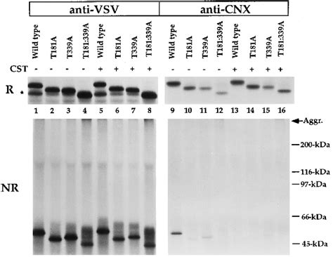 Glycosylation And Glucose Trimming Are Necessary For CNX Binding To Download Scientific Diagram