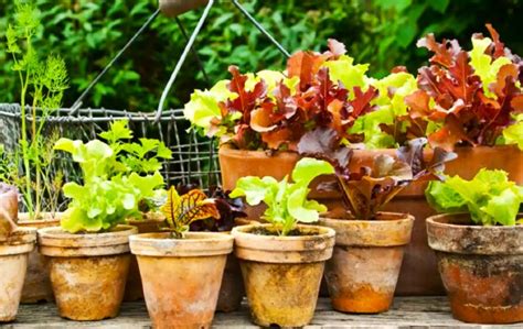 Які рослини потрібно висадити на городі щоб відлякати шкідників Читайте на Ukr Net