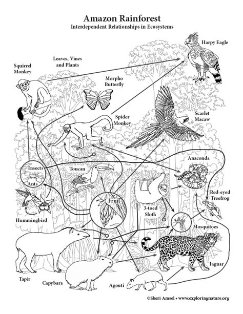 Amazon Rainforest Interdependent Relationships In Ecosystems Activity 6 8 Grade Ngss Artofit