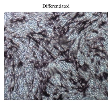 In Vitro Mesodermal Differentiation Of Fl Mscs A B Adipogenic