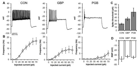 Electrophysiological Characterization Of Primary Cortical Neurons Which Download Scientific