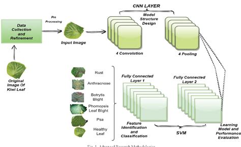 Figure 1 From Multiclass Kiwi Leaf Disease Detection Using Cnn Svm Fusion Semantic Scholar