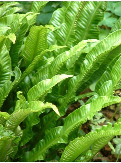 Gerimpelde Tongvaren Undulatum Asplenium Scolopendrium Undulatum Shade