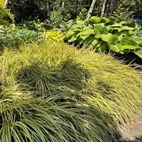 Variegated Sweet Flag Variegated Sweet Flag Naturescape Wildflower