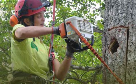 Veteranisation Of Babe Trees Ancient Tree Forum
