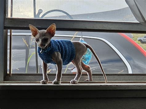 Can We Talk About Sex Magic Especially On V Day🥰🥰🥰 Rwitchcraft