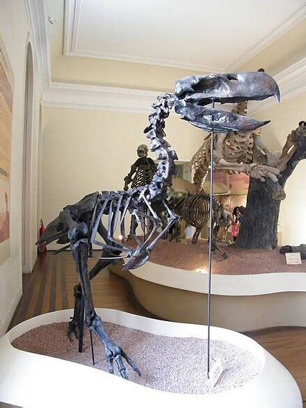 Paraphysornis Wikipedia