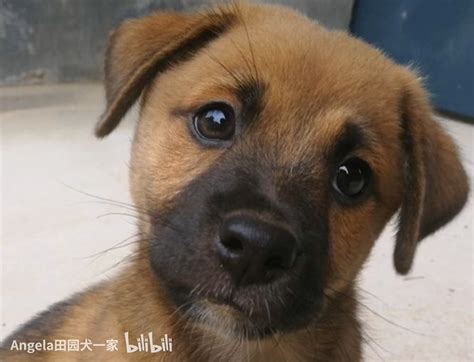 对不起，我低估了中华田园犬的美貌 36氪