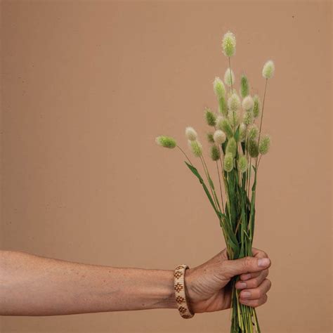 Bunny Tail Grass Seeds Plantgem