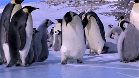 Penguin  Find And Share On Giphy