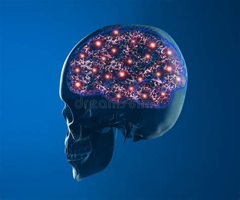 Brain Neurons Synapse Functions Stock Illustration Illustration Of