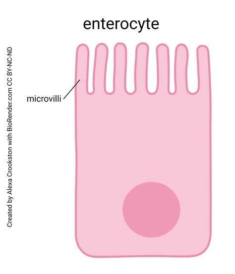 Small Intestine Integrated Human Anatomy And Physiology