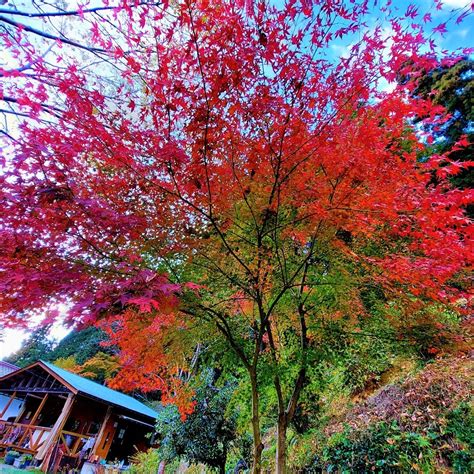 オープンガーデン若杉の里 【公式】広島の観光・旅行情報サイト Dive Hiroshima