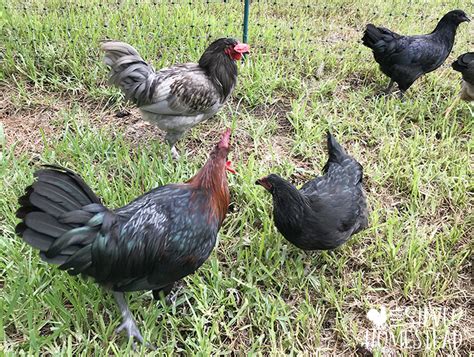 Selecting An Olive Egger Rooster Silver Homestead