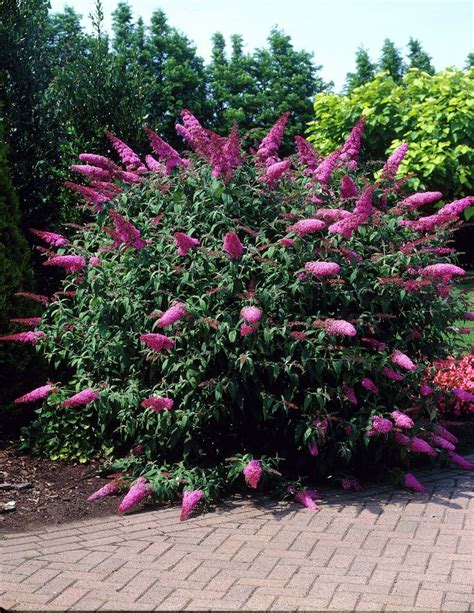 Buddleja Butterfly Bush Buddleja Davidii Butterfly Garden Design