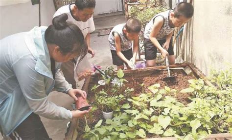 厦门海沧一米菜园 一举多得 老人 新阳街道 新垵村