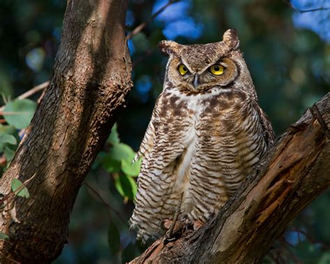 What Does A Horned Owl Sound Like At Joseph Cornwall Blog