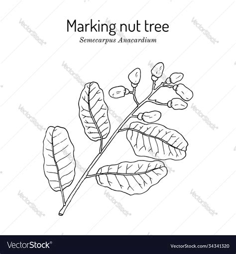 Marking Nut Tree Semecarpus Anacardium Medicinal Vector Image