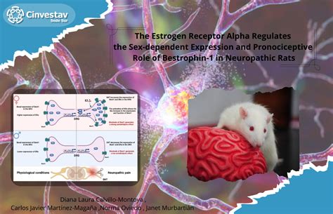 Janet Murbatián The Estrogen Receptor Alpha Regulates The Sex