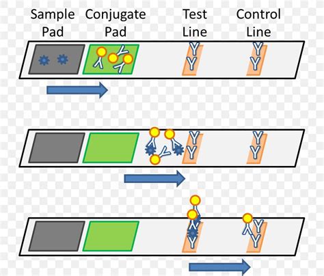 Lateral Flow Test Assay Aptamer Test Method Information Png 725x700px