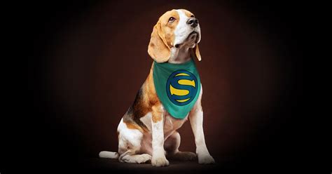 Силео | Orion Pharma Animal Health