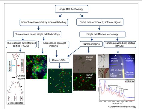 Table 1 From Single Cell Raman Spectroscopy For Cell Sorting And