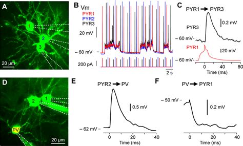 Example Of Monosynaptic Connections In Vivo Download Scientific Diagram